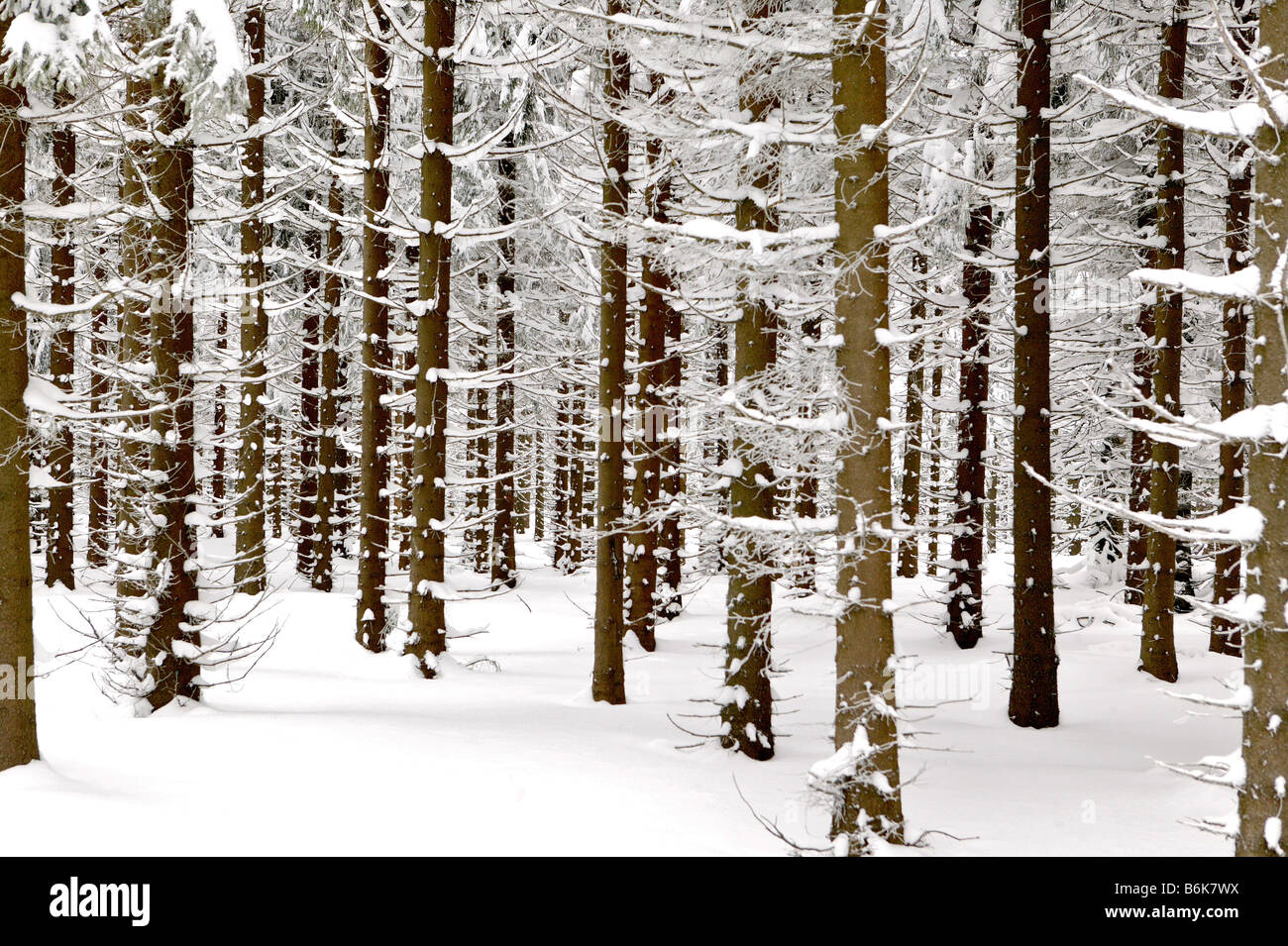 winter in forest, Germany Stock Photo - Alamy