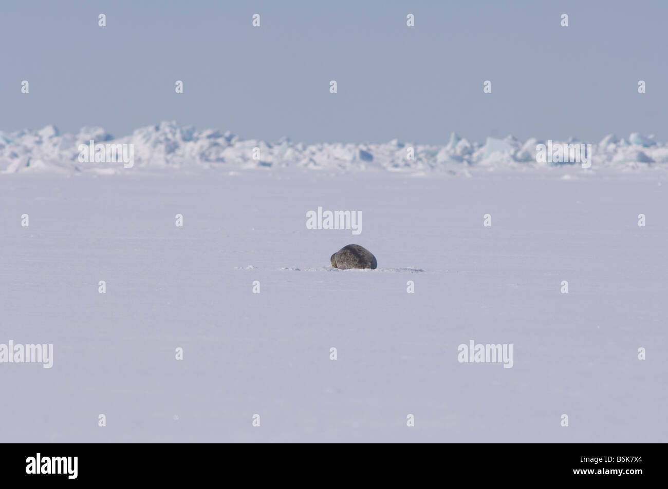 Ringed seal arctic hi-res stock photography and images - Alamy