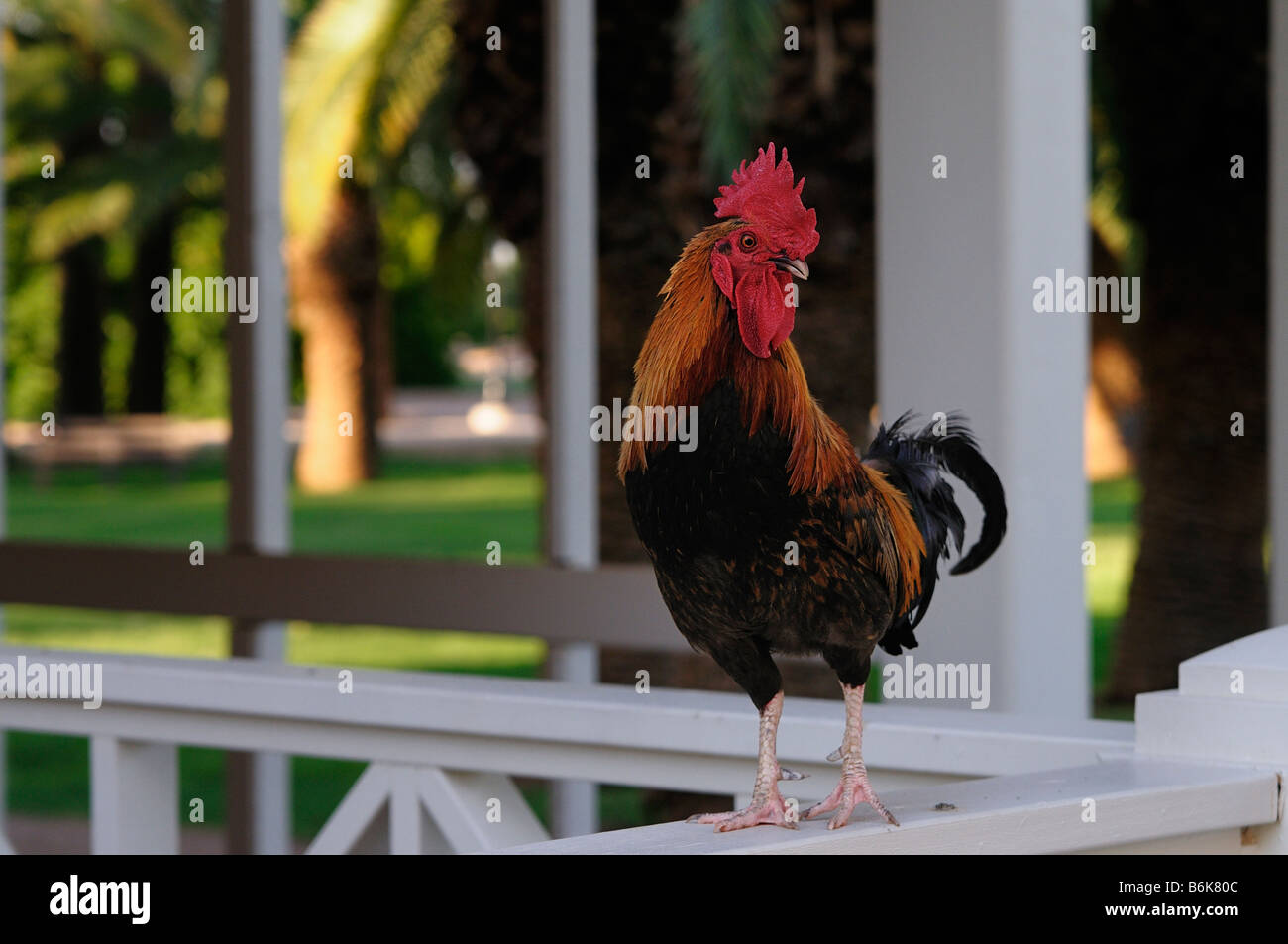 Rooster poses on a porch railing Stock Photo - Alamy