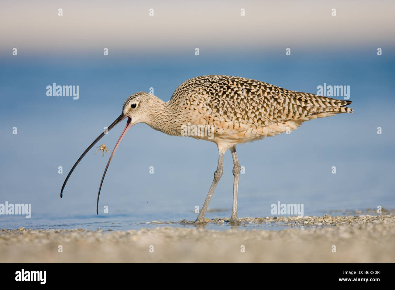 Fort desoto park florida birds hi-res stock photography and images - Alamy