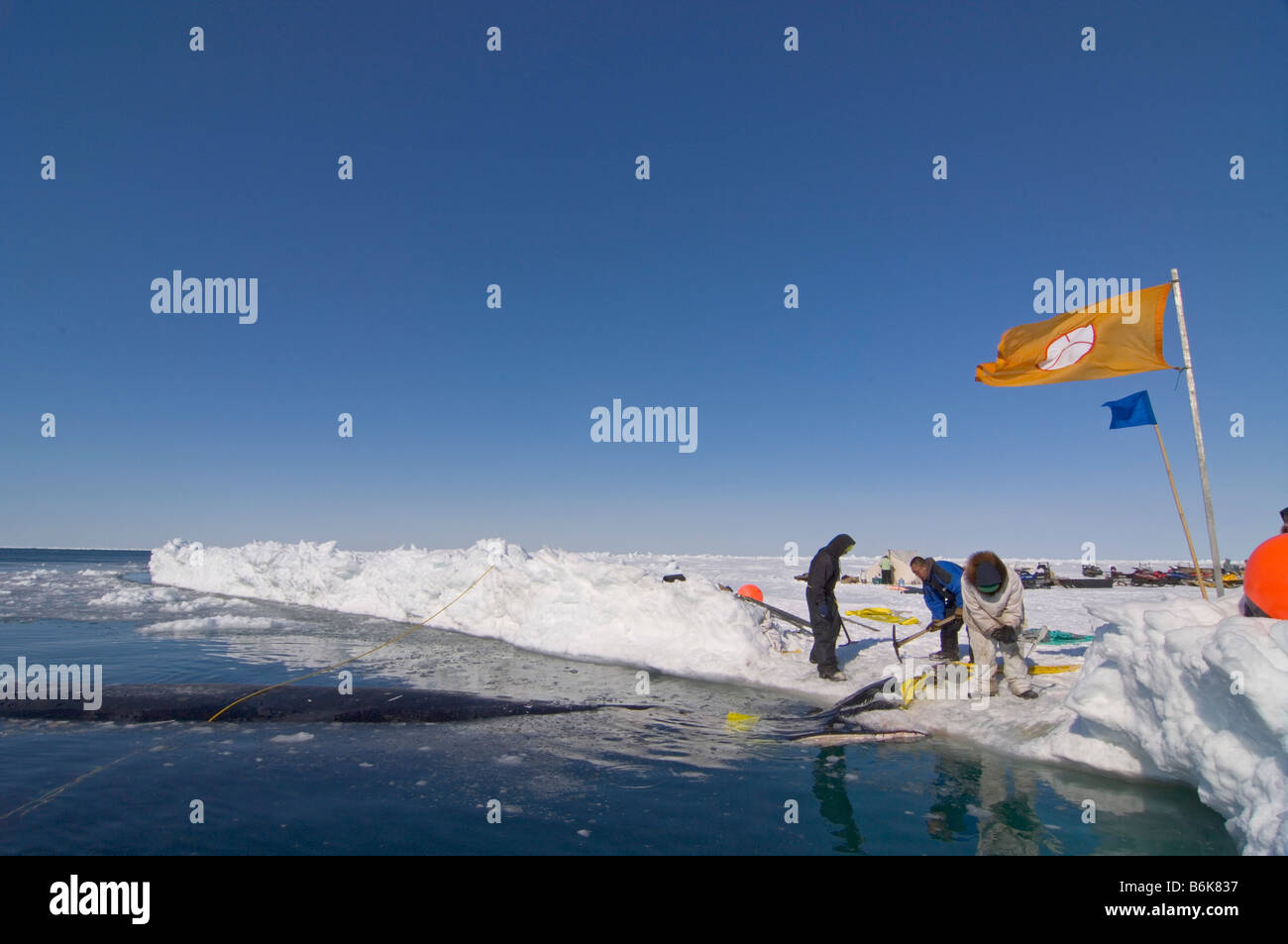 Using a block and tackle pulley system Inupiaq subsistence whalers pull ...