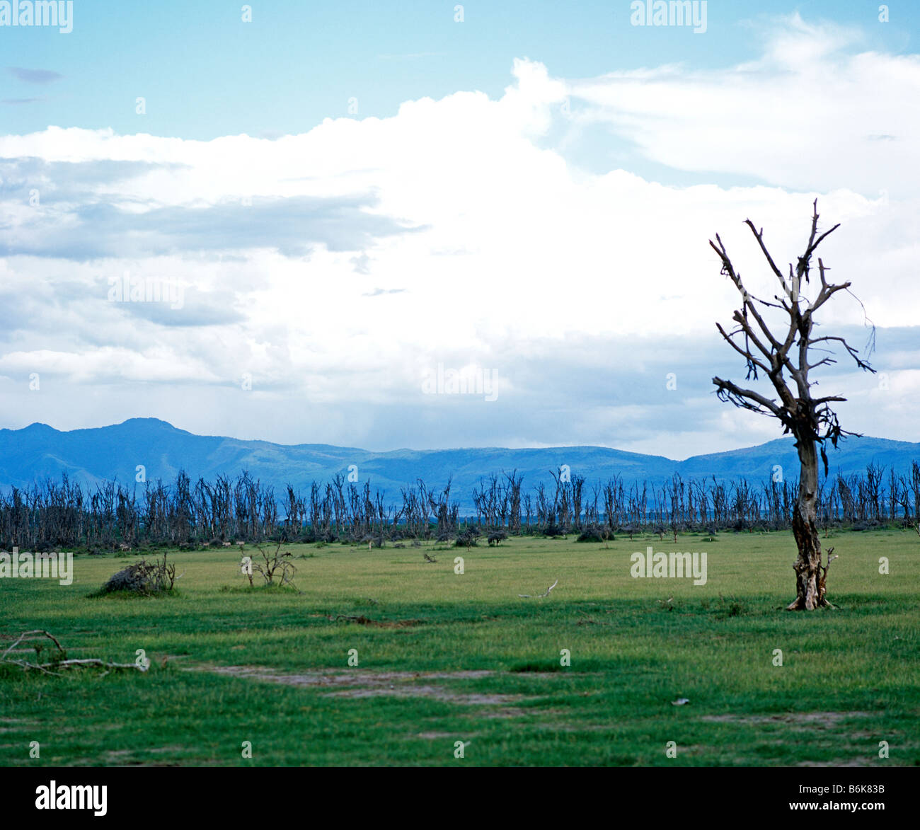 Dead Trees In The Ngorongoro Crator Tanzania East Africa Stock Photo ...