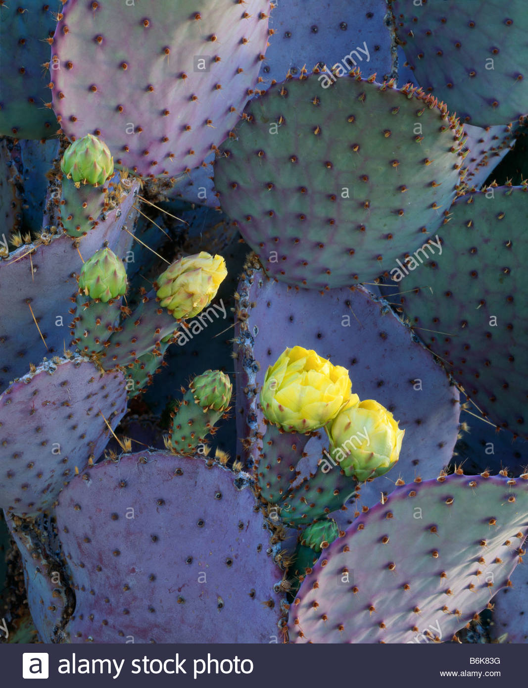 Pima County Arizona High Resolution Stock Photography and Images - Alamy