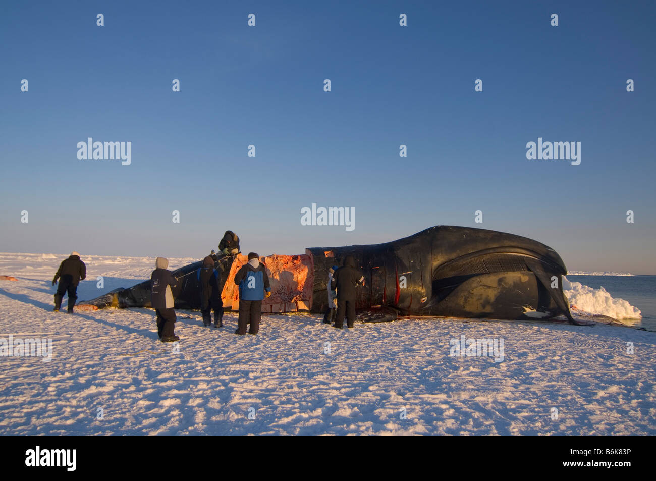 Eskimo muktuk whale blubber hi-res stock photography and images - Alamy