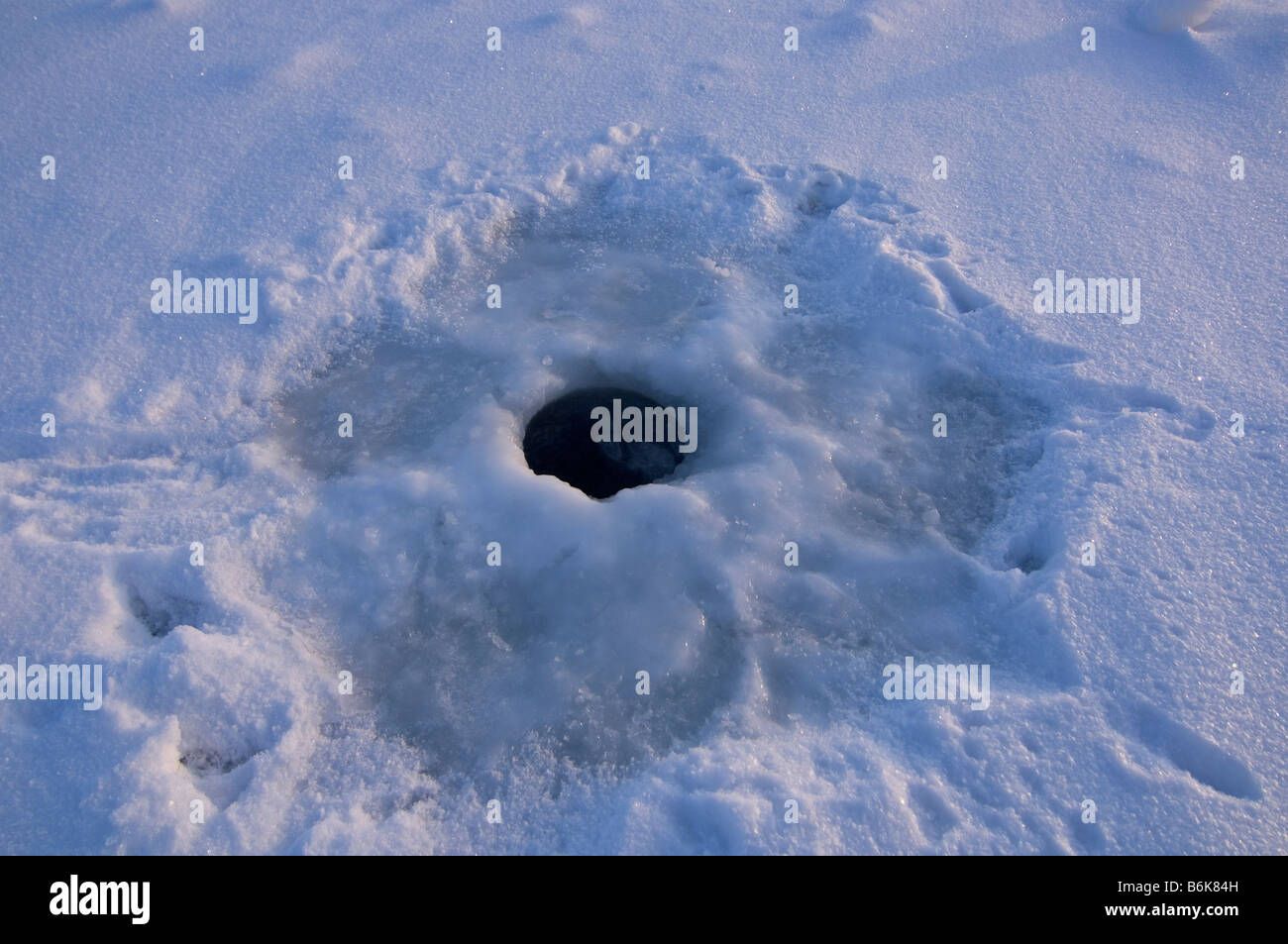 breathing hole of a ringed seal Phoca hispida in multi layer ice ...