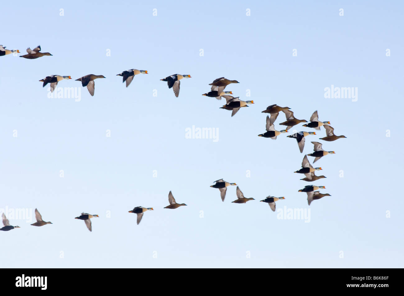 King eiders Somateria spectabilis ducks seabirds birds flock fly ...