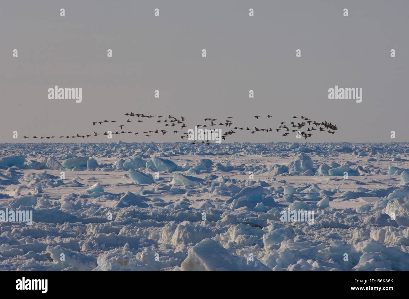 King eiders Somateria spectabilis ducks seabirds birds flock fly ...