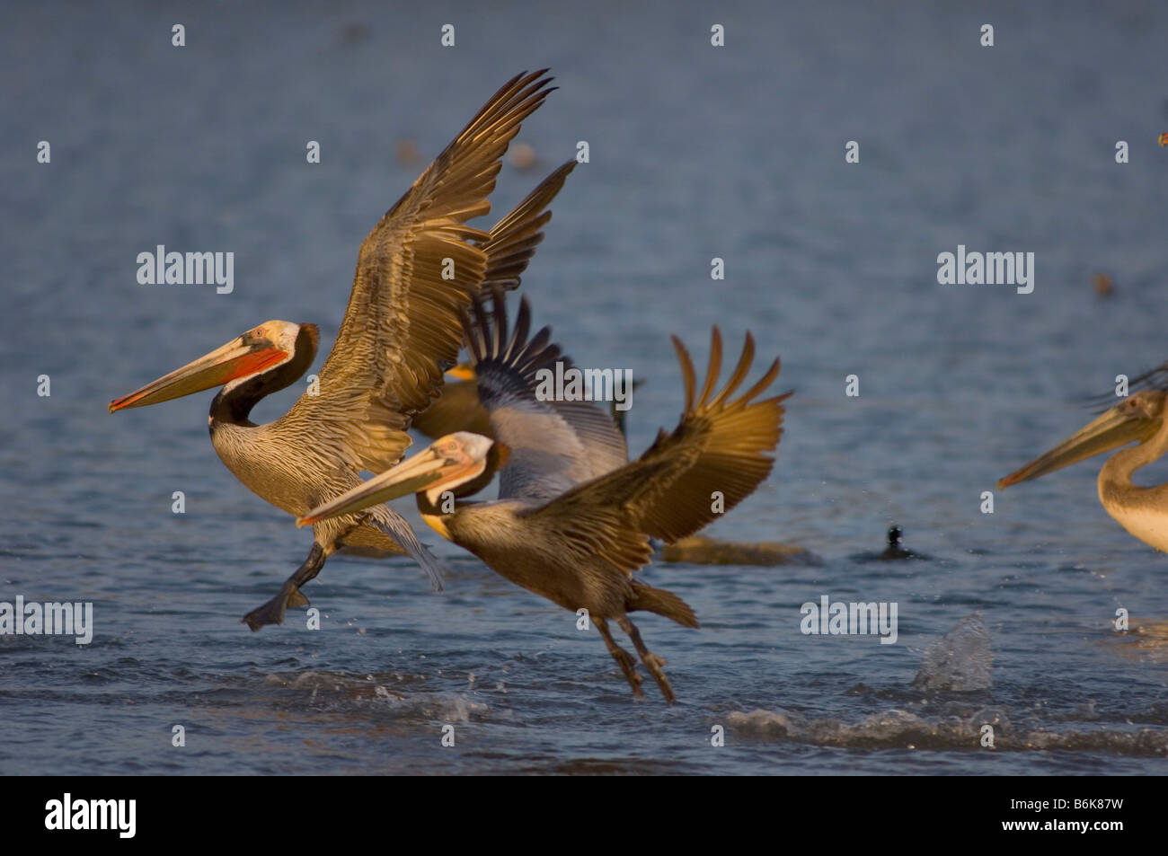 Diver in flight winter hi-res stock photography and images - Alamy