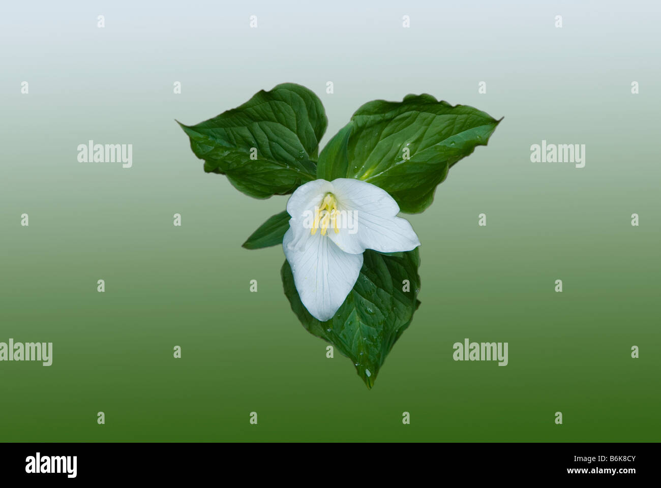 White trillium flower isolated on green background Stock Photo - Alamy