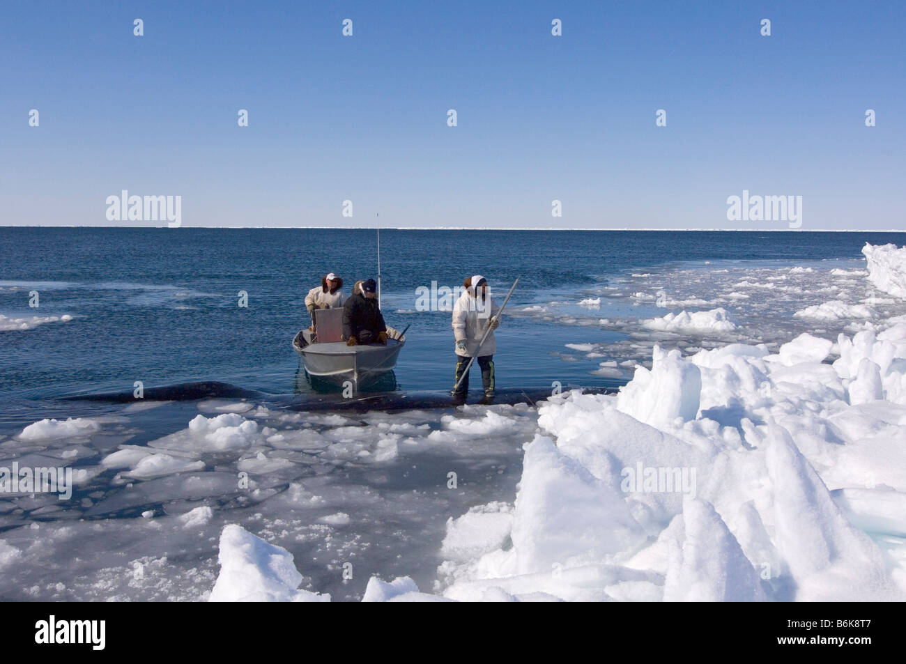 Using a block and tackle pulley system Inupiaq subsistence whalers ...