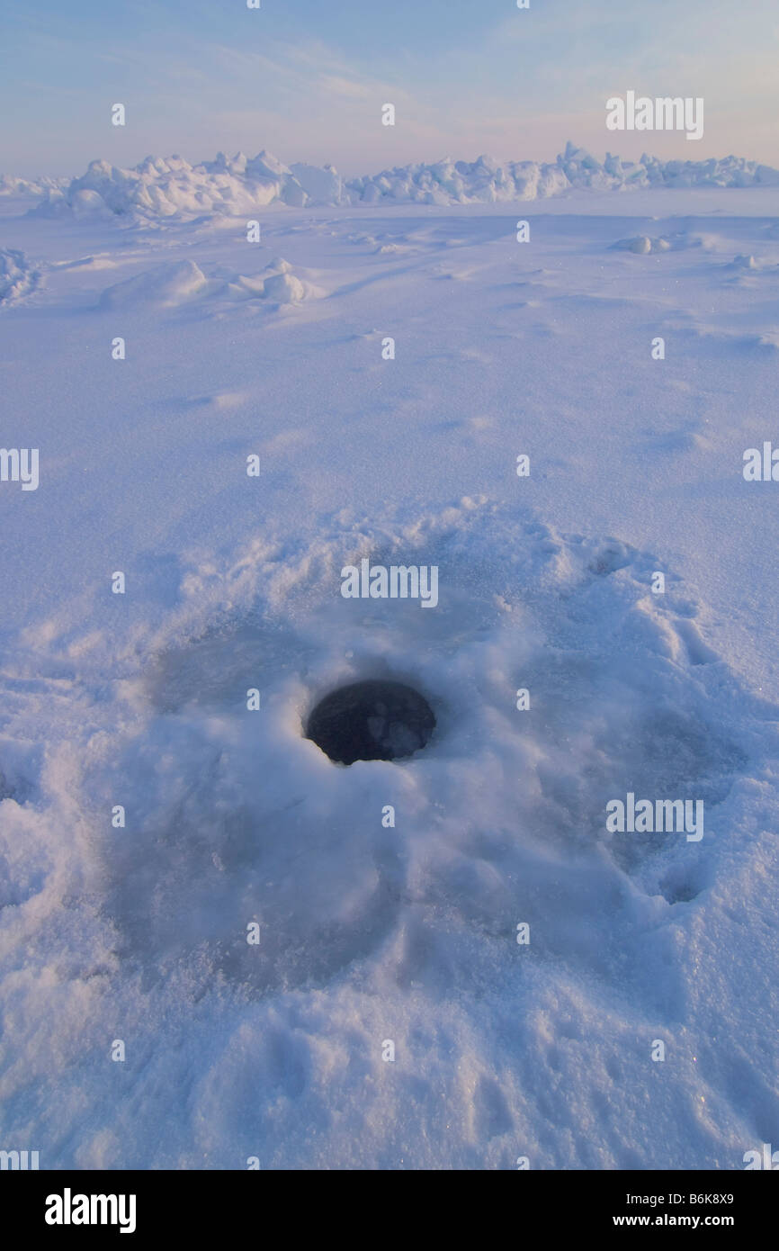 breathing hole of a ringed seal Phoca hispida in multi layer ice ...