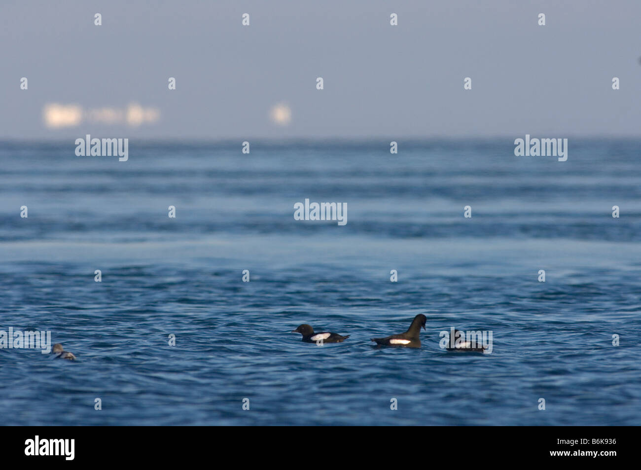 pigeon guillemots Cepphus columba swim and dive for fish in an open ...