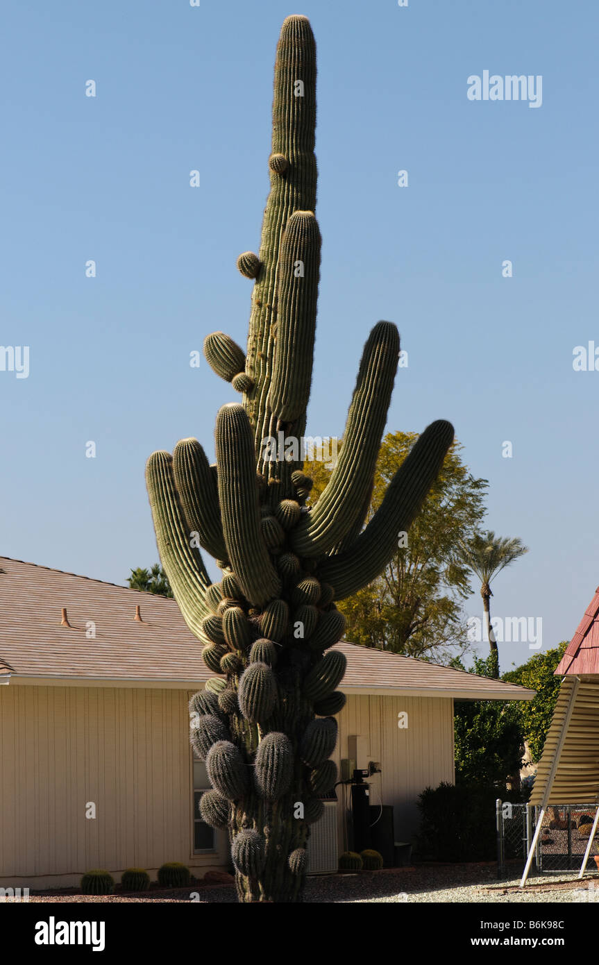 Saguaro and arms hi-res stock photography and images - Alamy