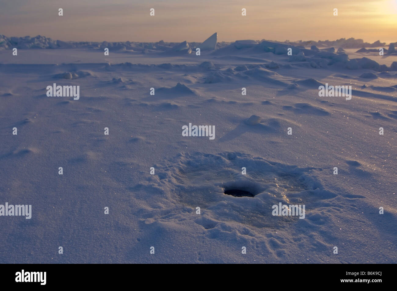 Seal at breathing hole in ice hi-res stock photography and images - Alamy