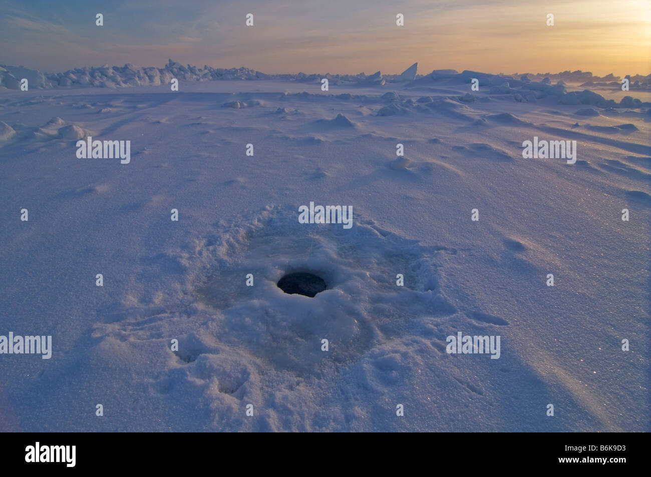 breathing hole of a ringed seal Phoca hispida in multi layer ice ...