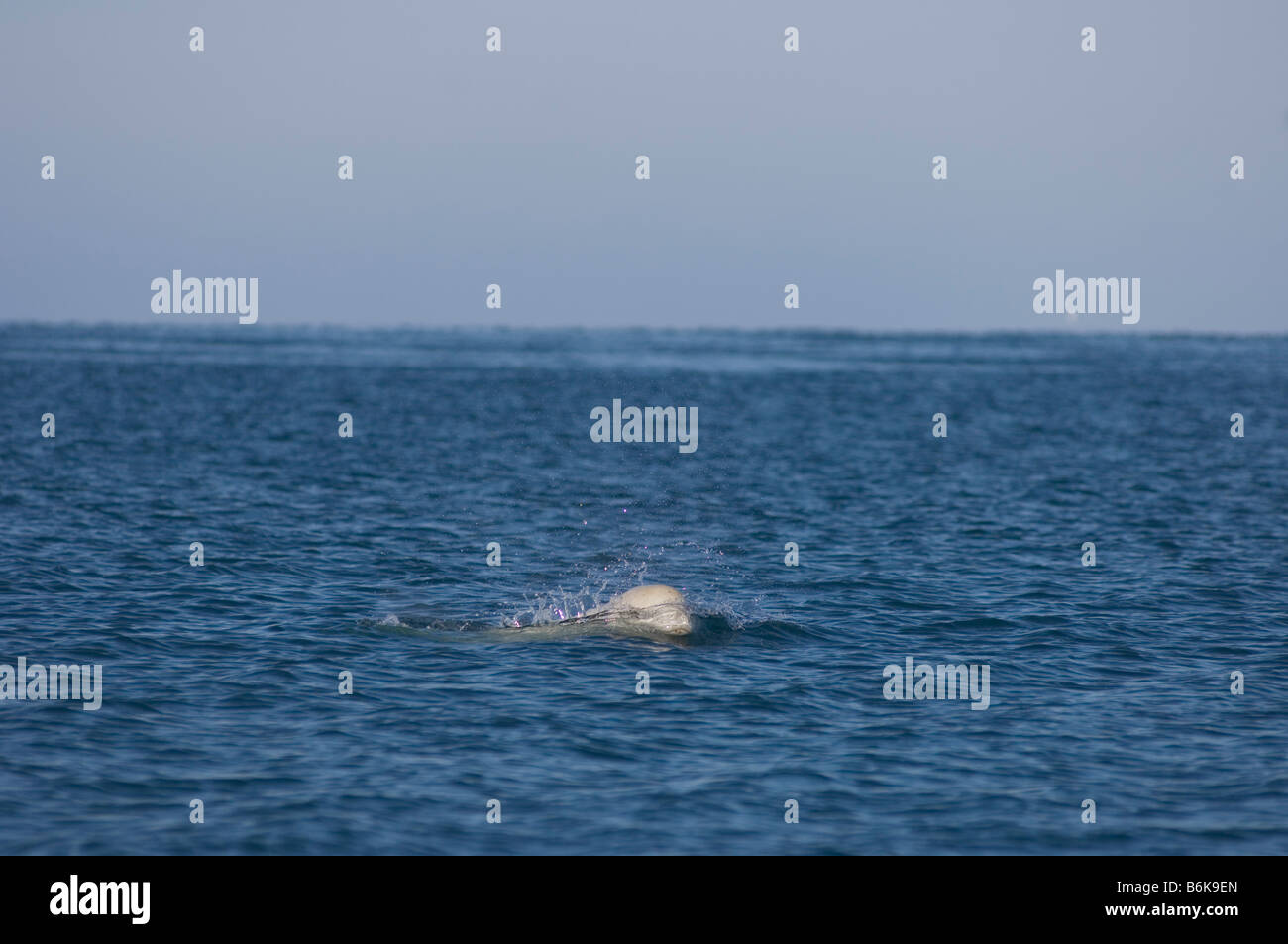 beluga whale Delphinapterus leucas adult swims through an open lead in ...