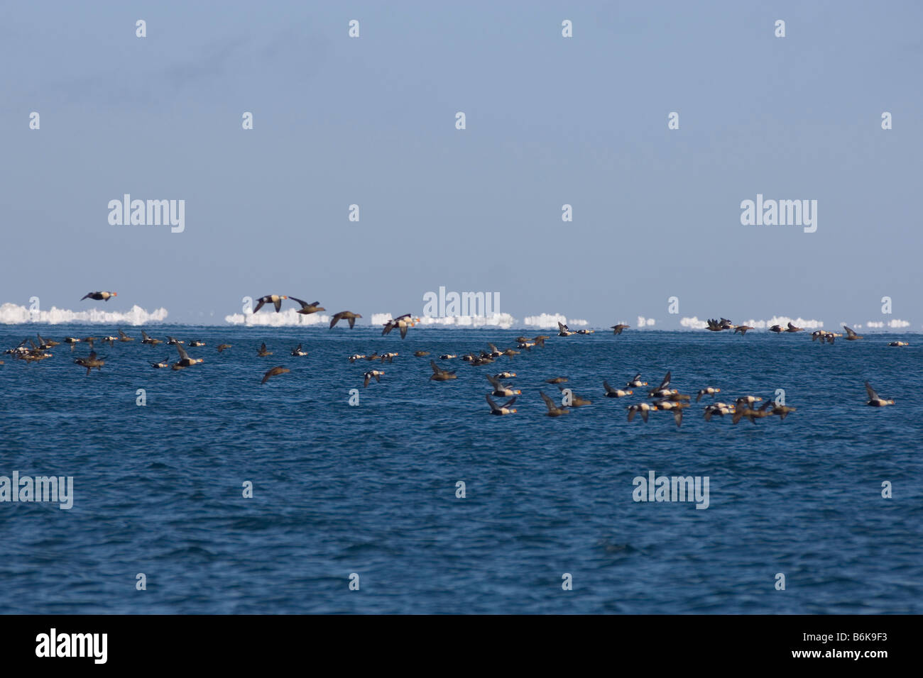King eider Somateria spectabilis flock fly through an open lead in the ...