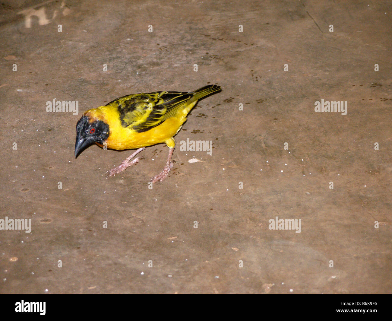 Yellow-backed weaver bird (ploceus melanocephalus) eating rice on the ...