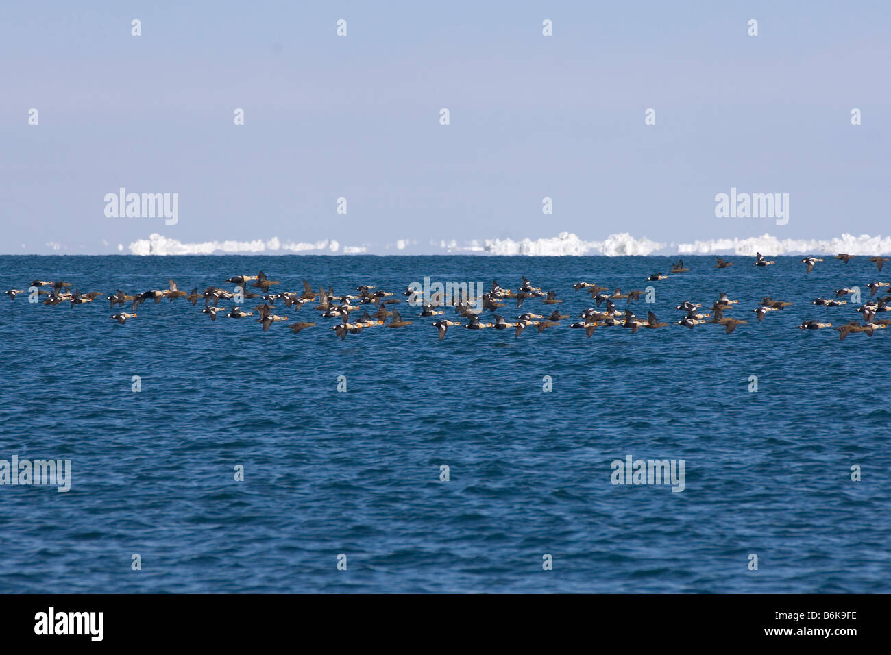 Flying eiders hi-res stock photography and images - Alamy