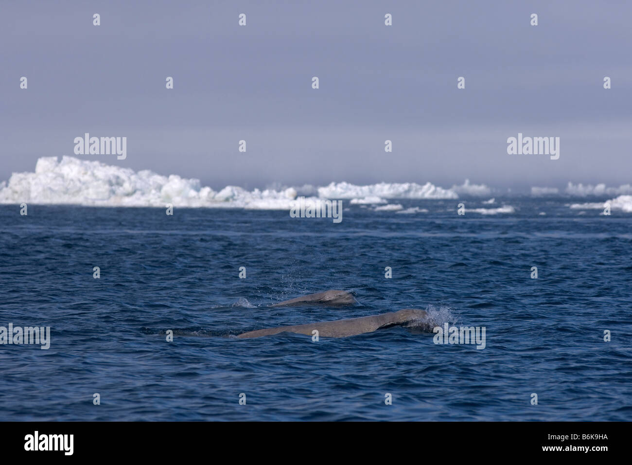 beluga whale Delphinapterus leucas adult swims through an open lead in ...