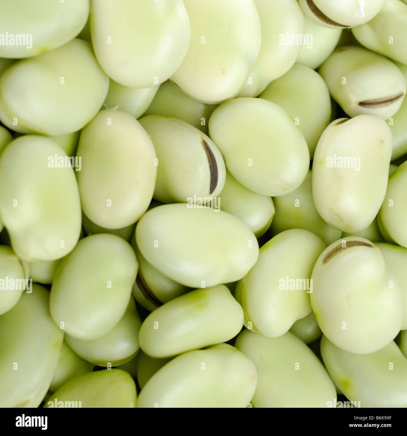 Broad beans freshly shelled from the pod Stock Photo - Alamy