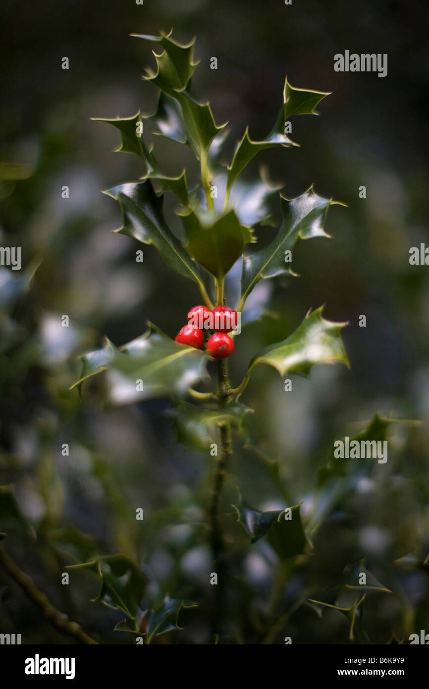 holly tree with berries Stock Photo - Alamy