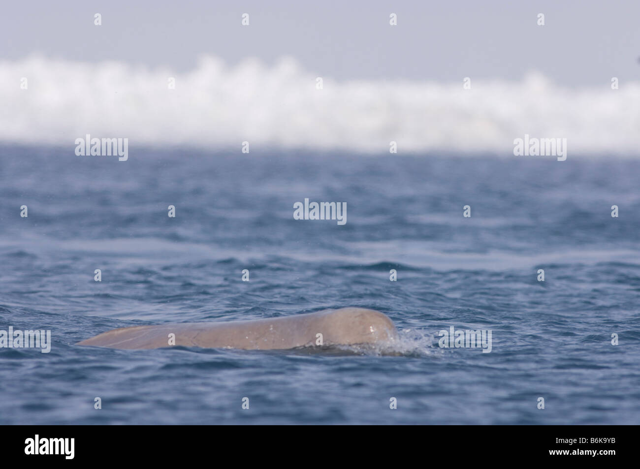 beluga whale Delphinapterus leucas adult swims through an open lead in ...