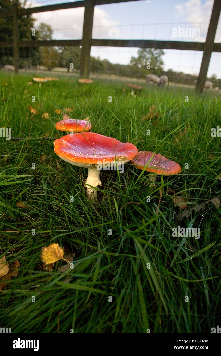fungi mushroom toadstool fungus mushrooms toadstools nature Stock Photo ...