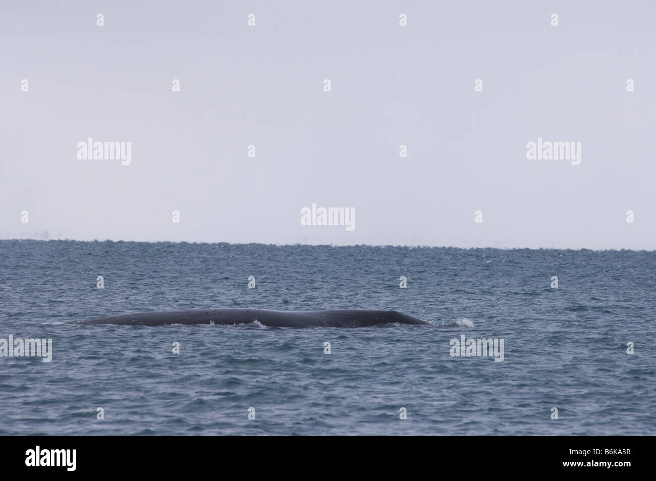 Bowhead whale Balaena mysticetus adult swims through an open lead in ...