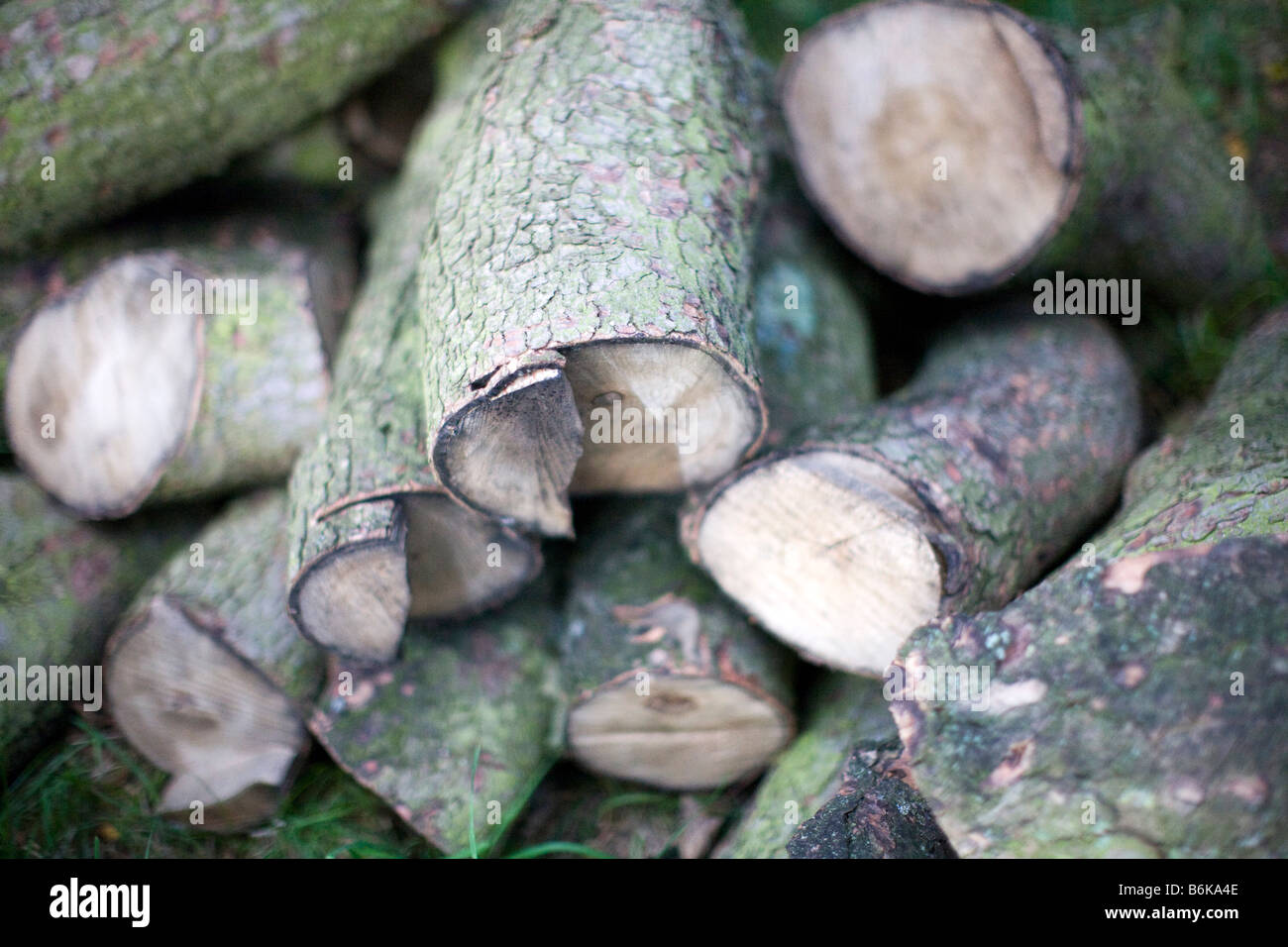 cut logs in forest firewood timber forestry Stock Photo - Alamy