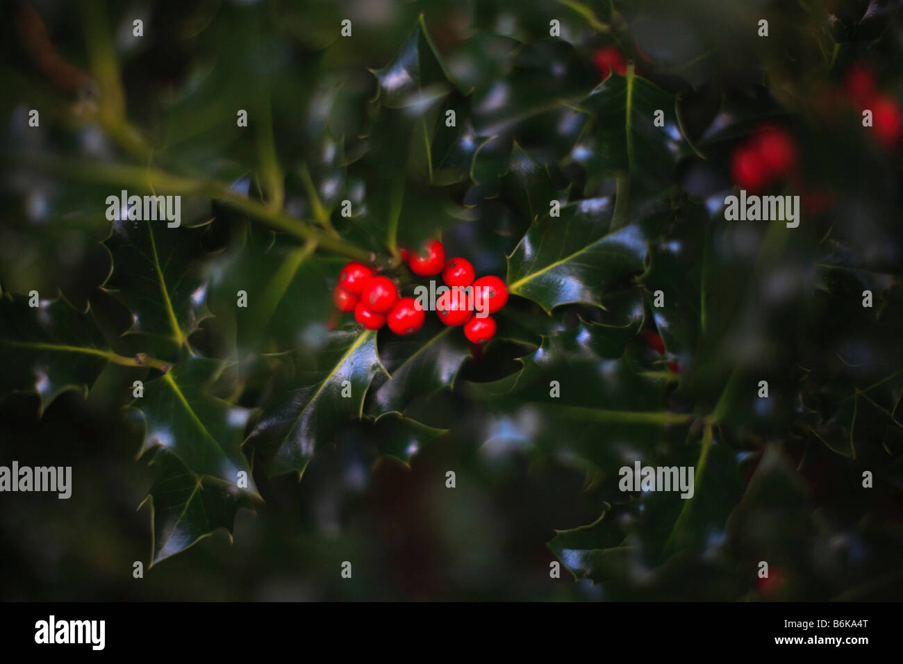 holly tree with berries Stock Photo - Alamy