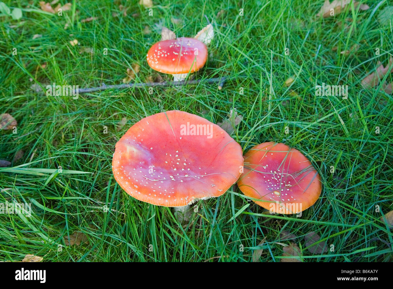 fungi mushroom toadstool fungus mushrooms toadstools nature Stock Photo ...