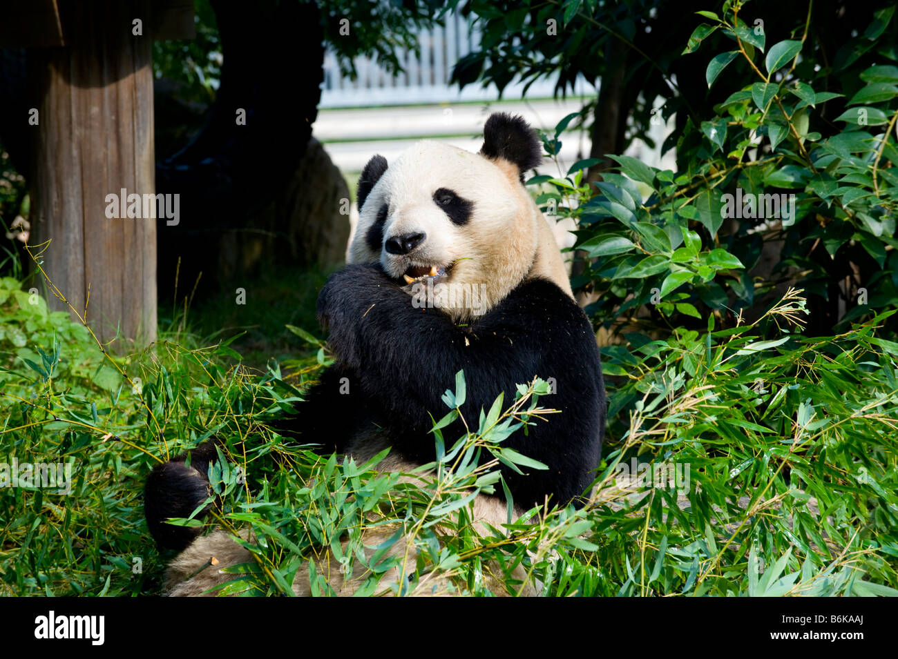 A giant panda in captivity Stock Photo - Alamy