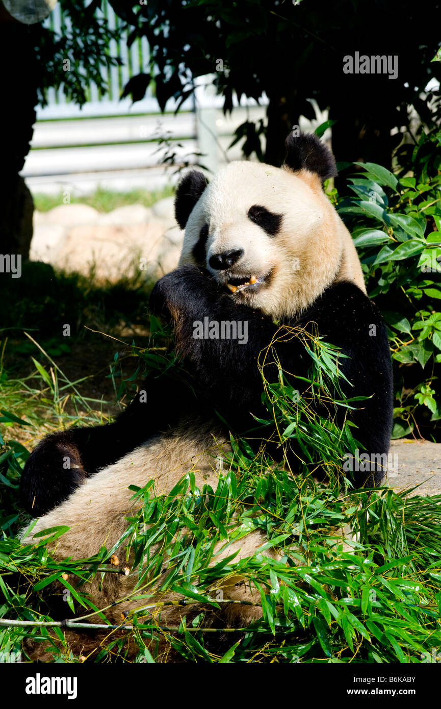 National Zoo Panda Exhibit High Resolution Stock Photography and Images ...