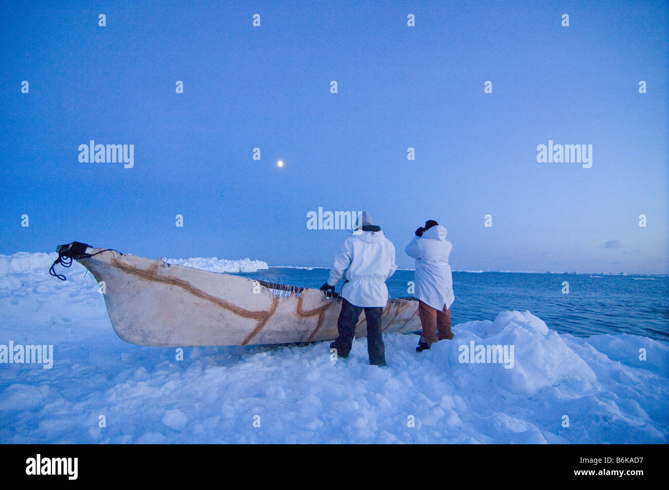 Bowhead whales hi-res stock photography and images - Alamy