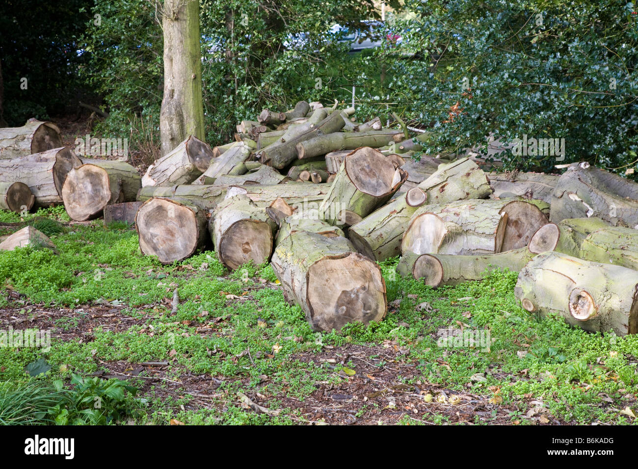 cut logs in forest firewood timber forestry Stock Photo - Alamy