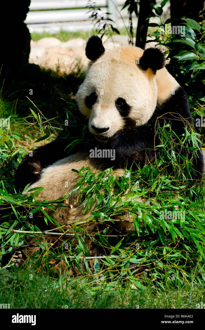 A giant panda in captivity Stock Photo - Alamy