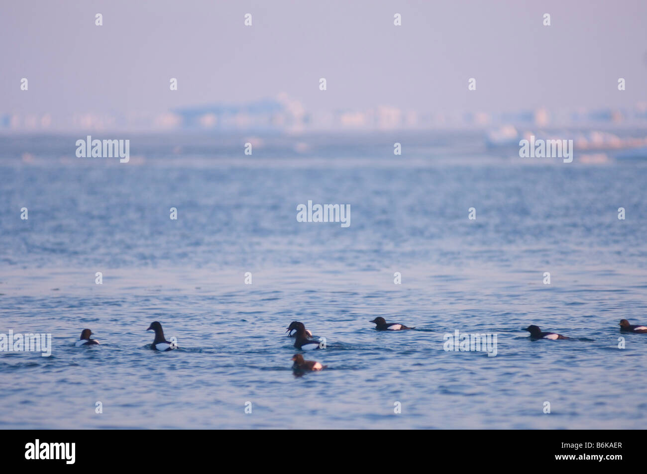 pigeon guillemot Cepphus columba flock swim and dive for fish in an ...