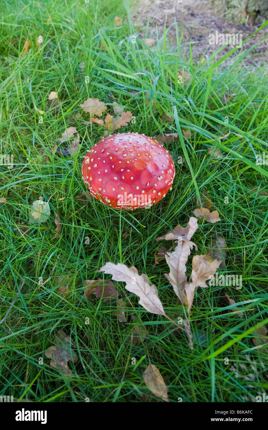 fungi mushroom toadstool fungus mushrooms toadstools nature Stock Photo ...