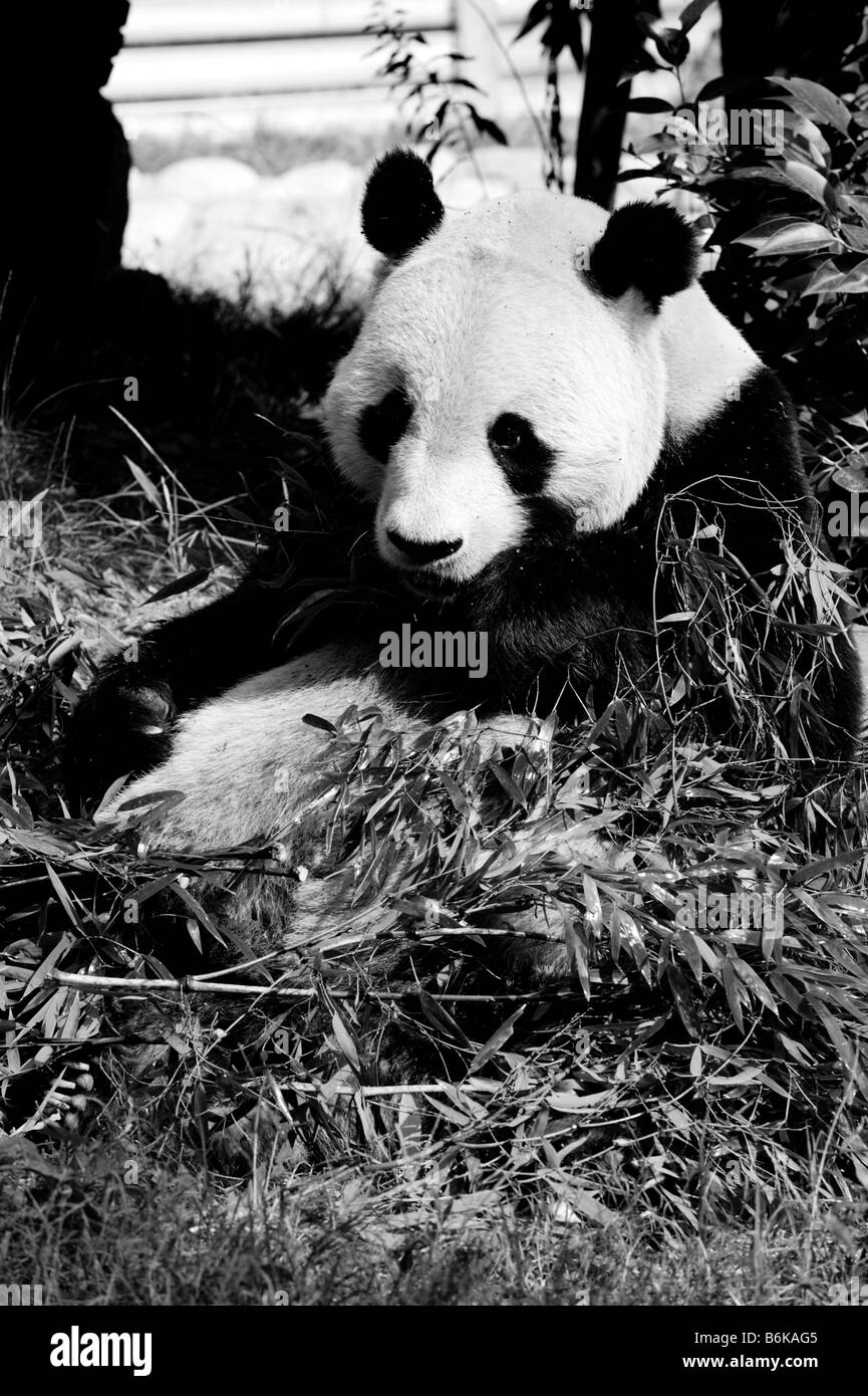 Captivity symbol Black and White Stock Photos & Images - Alamy