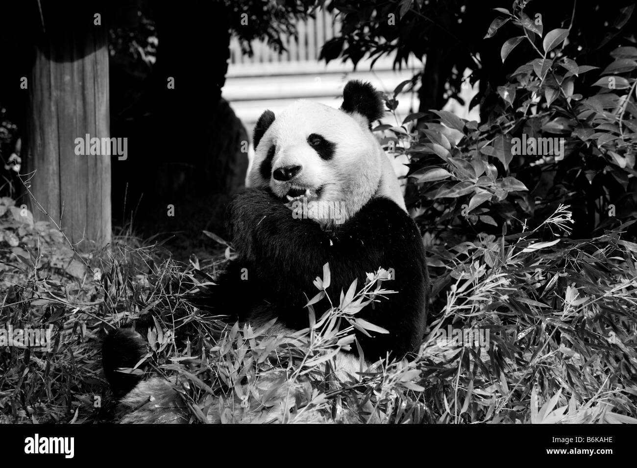 Captivity symbol Black and White Stock Photos & Images - Alamy