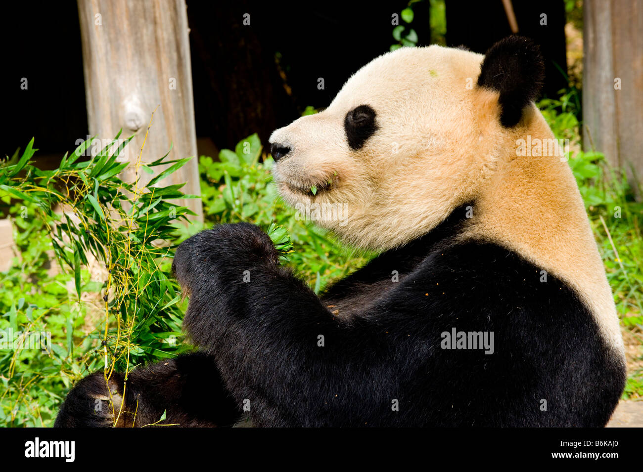 A giant panda in captivity Stock Photo - Alamy
