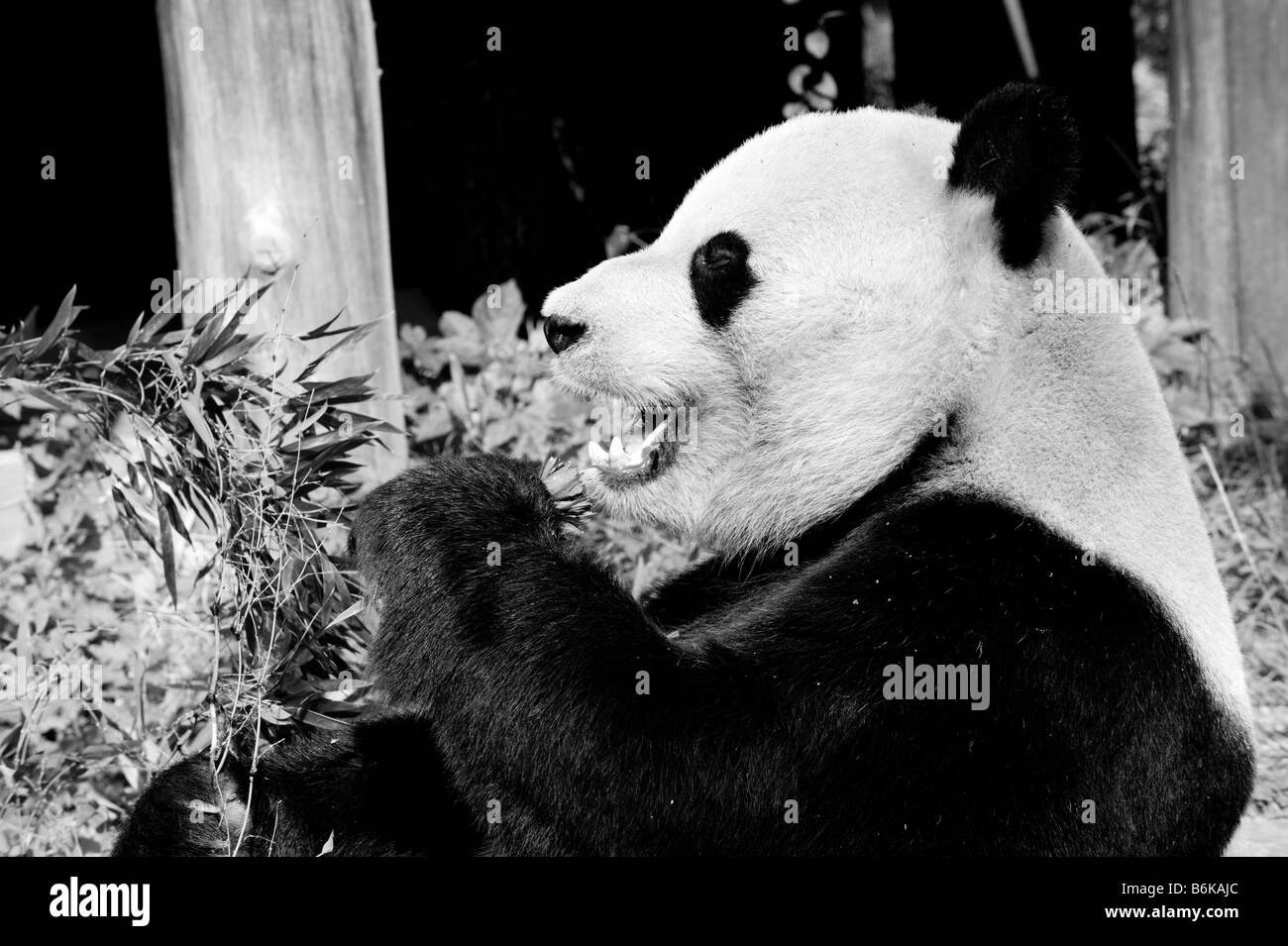 A giant panda in captivity Stock Photo - Alamy