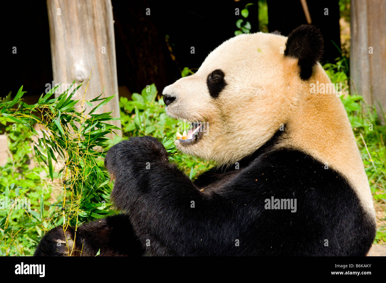 A giant panda in captivity Stock Photo - Alamy