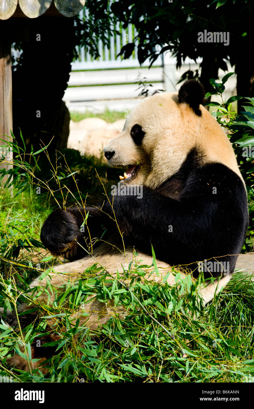 A giant panda in captivity Stock Photo - Alamy