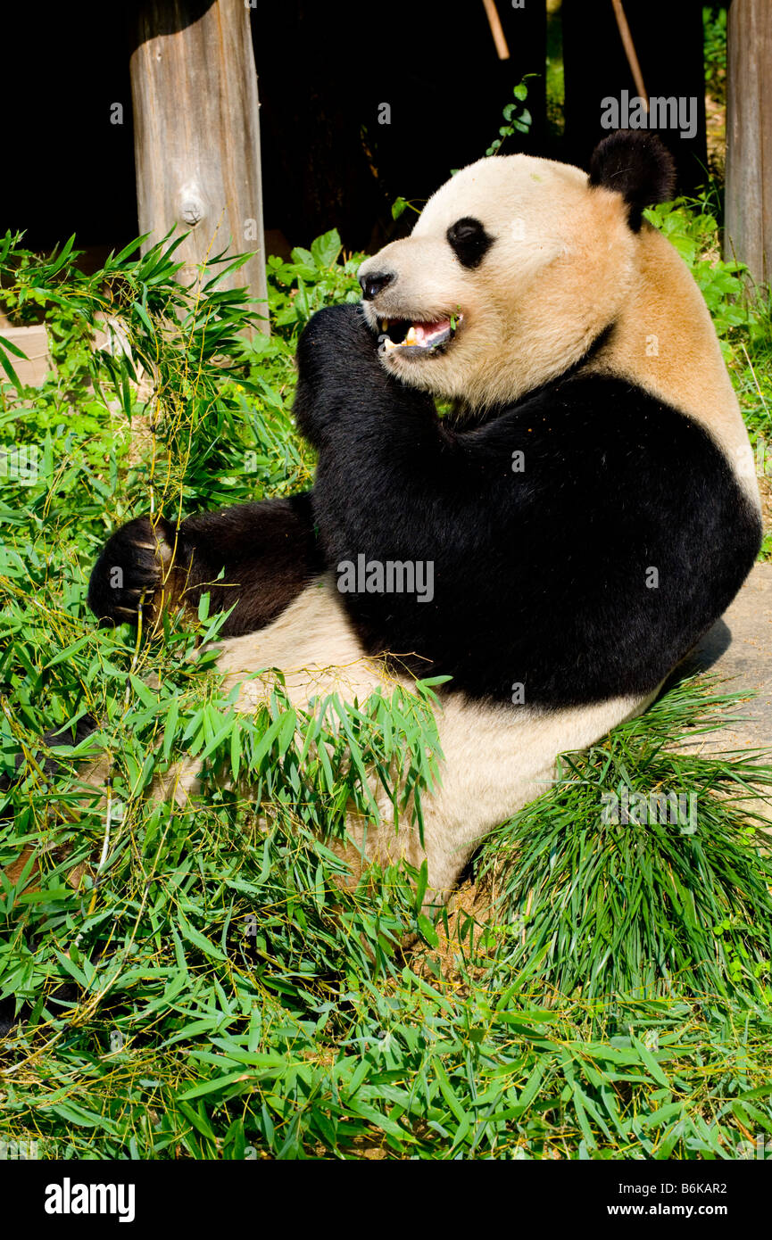 National Zoo Panda Exhibit High Resolution Stock Photography and Images ...