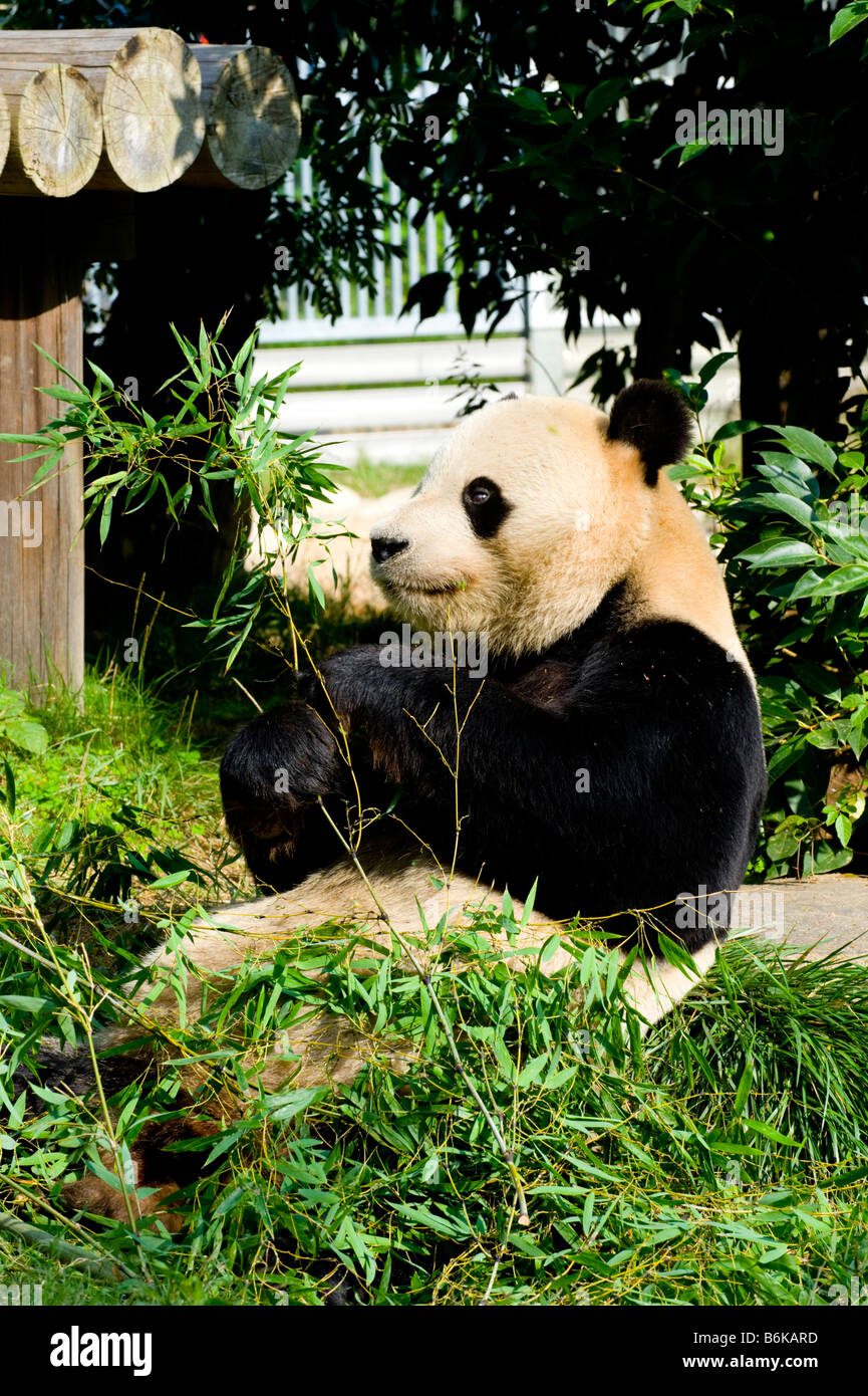 A giant panda in captivity Stock Photo - Alamy