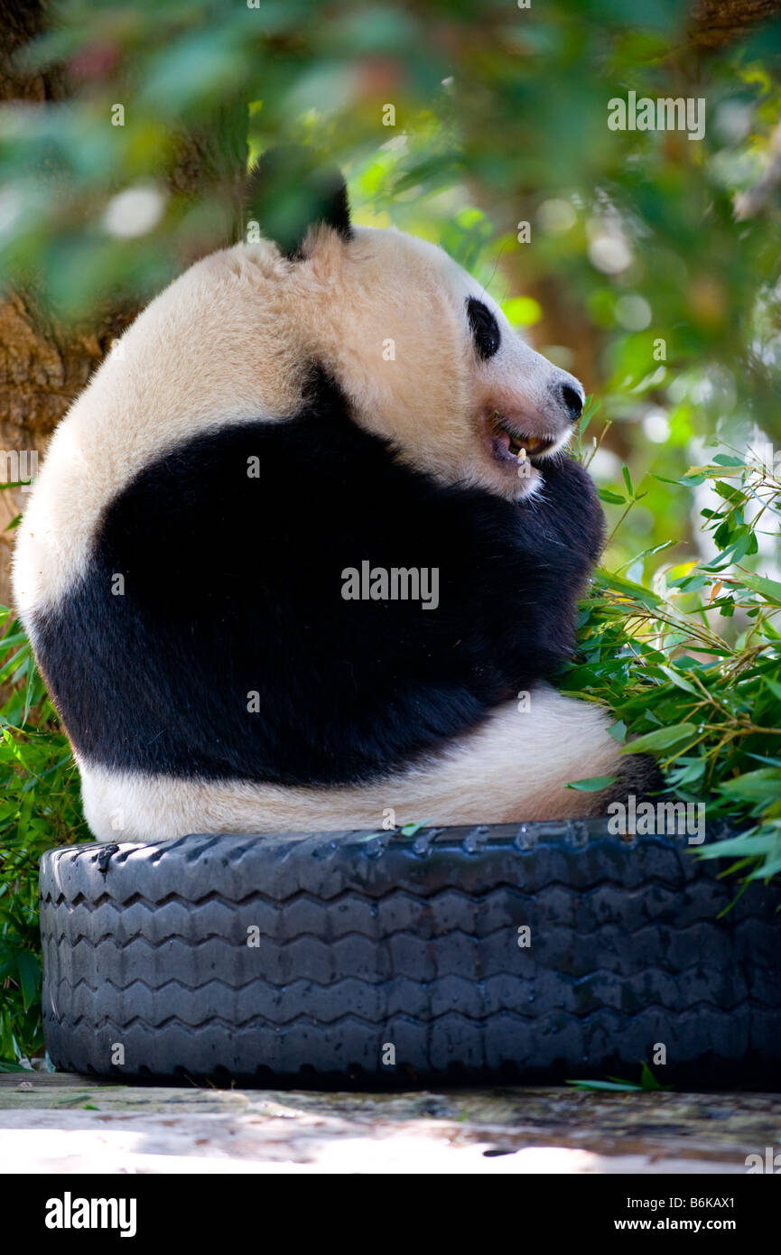 A giant panda in captivity Stock Photo - Alamy
