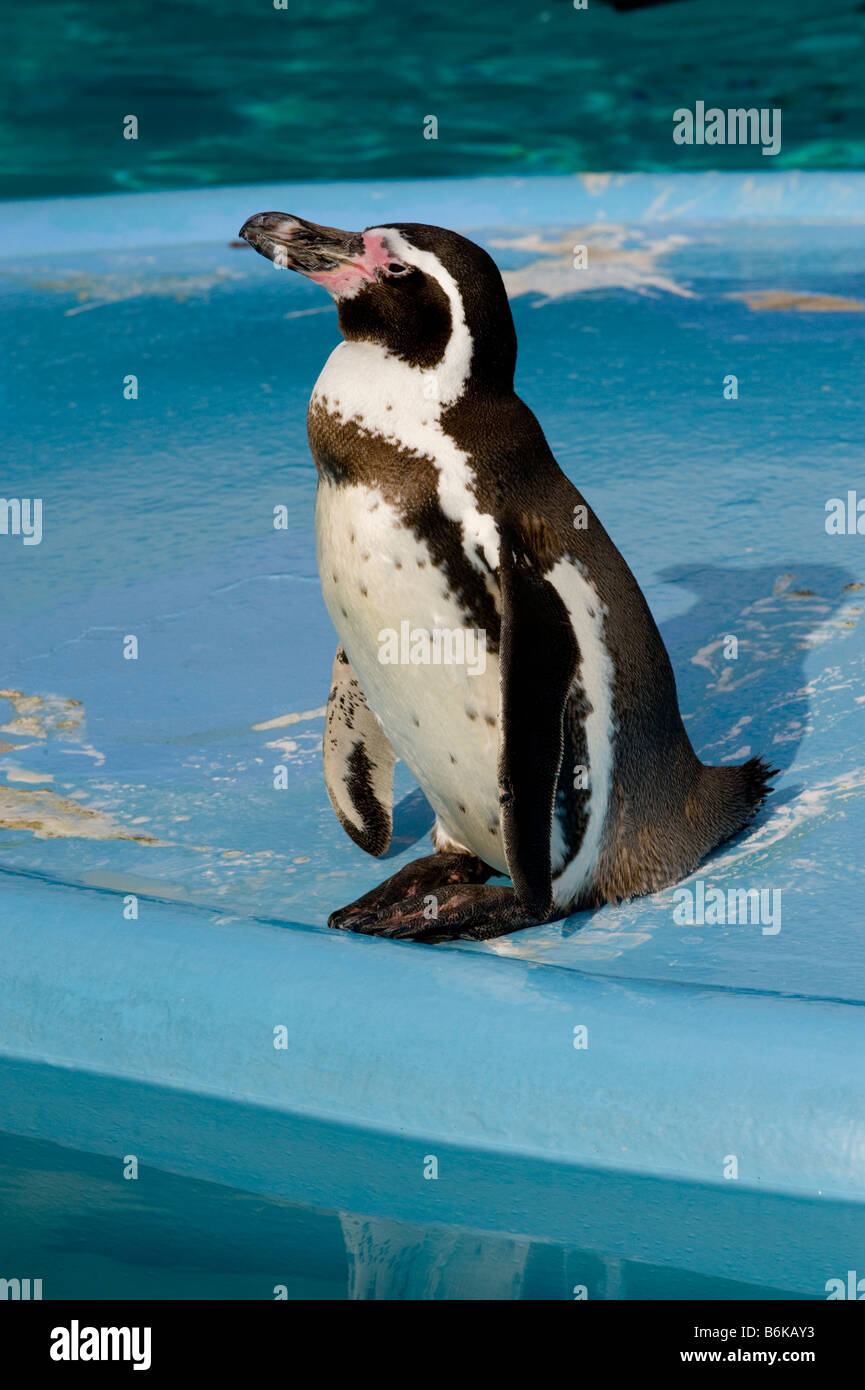 Trapped penguin hi-res stock photography and images - Alamy