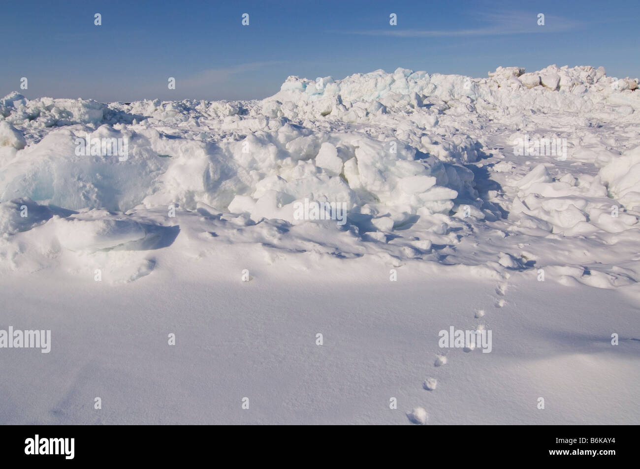 Arctic fox tracks through a frozen landscape of pressure ridges in the ...
